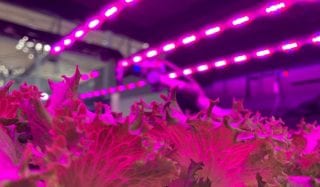 Professional LED grow lights | Philips lighting