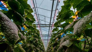 Professional LED grow lights | Philips lighting