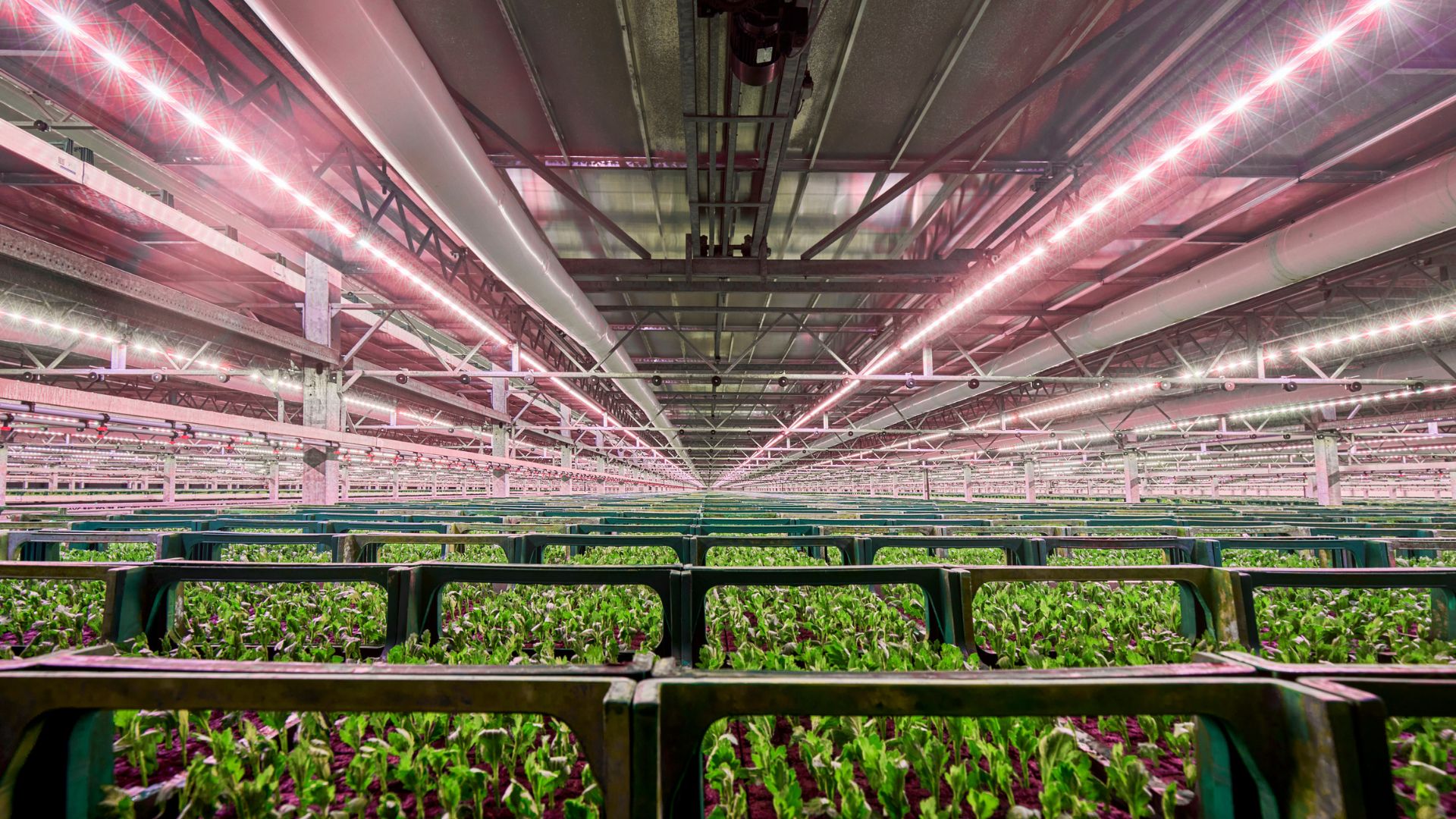 Deliflor | Philips lighting | Philips lighting