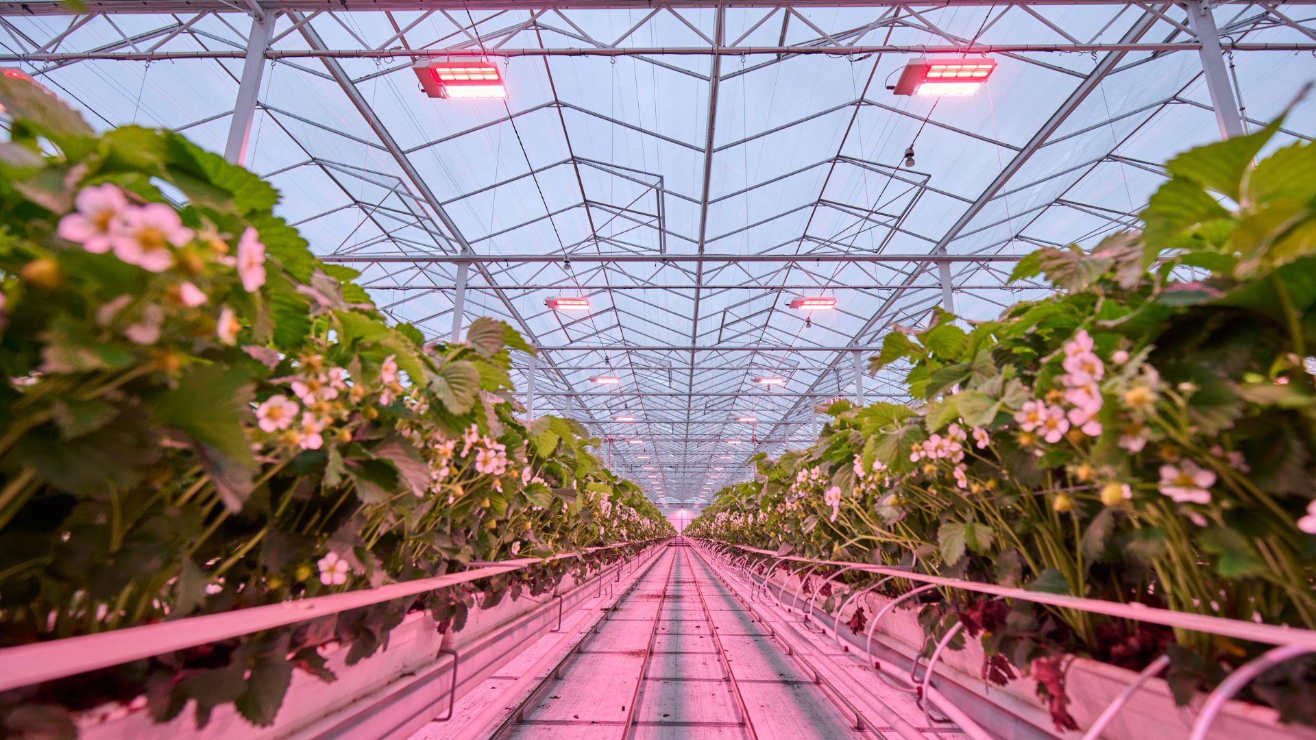 Genson | Philips lighting | Philips lighting