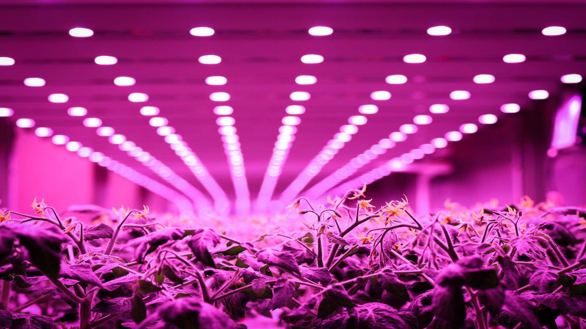 The flourishing future of vertical farming | Philips Lighting | Philips ...