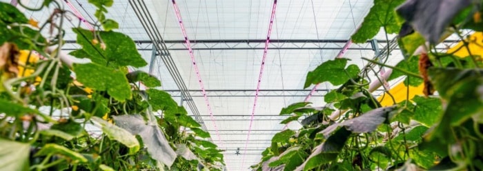 Philips Horticulture & Hoogendoorn collaborate to unlock intelligent ...