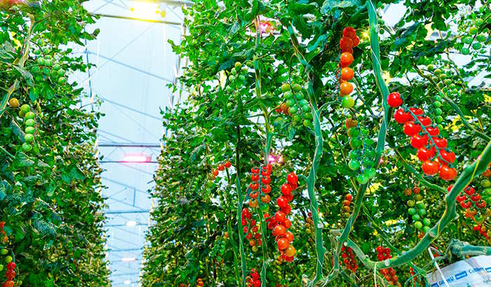 Long-term exposure of far-red light in tomatoes can produce additional ...