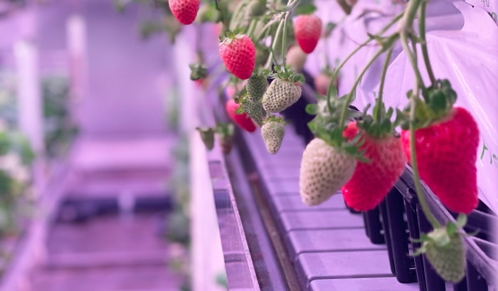 Signify and Infinite Acres shine a new light on scaling up vertical ...