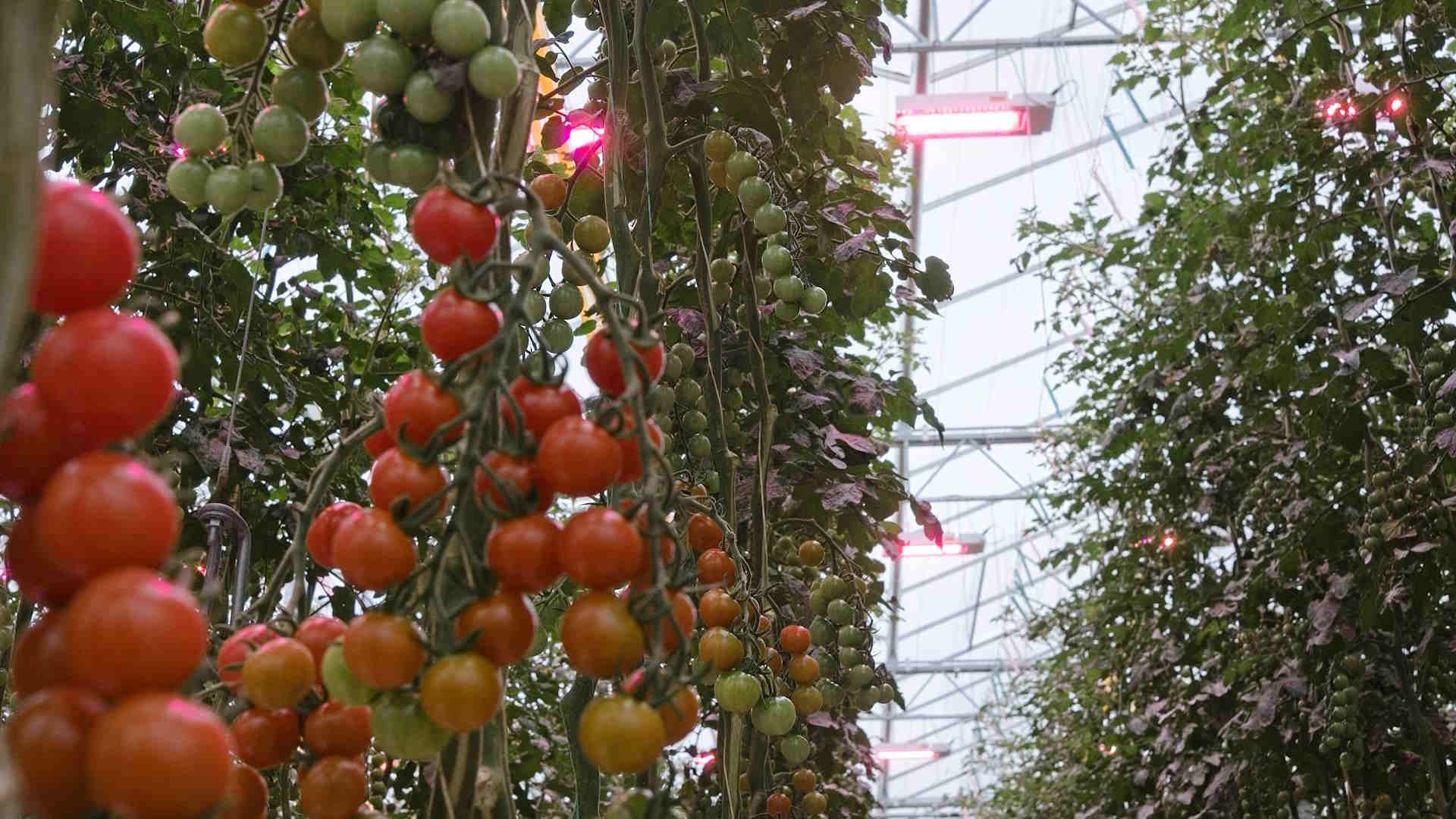 Far red in tomato cultivation: a good idea or not? | Philips lighting