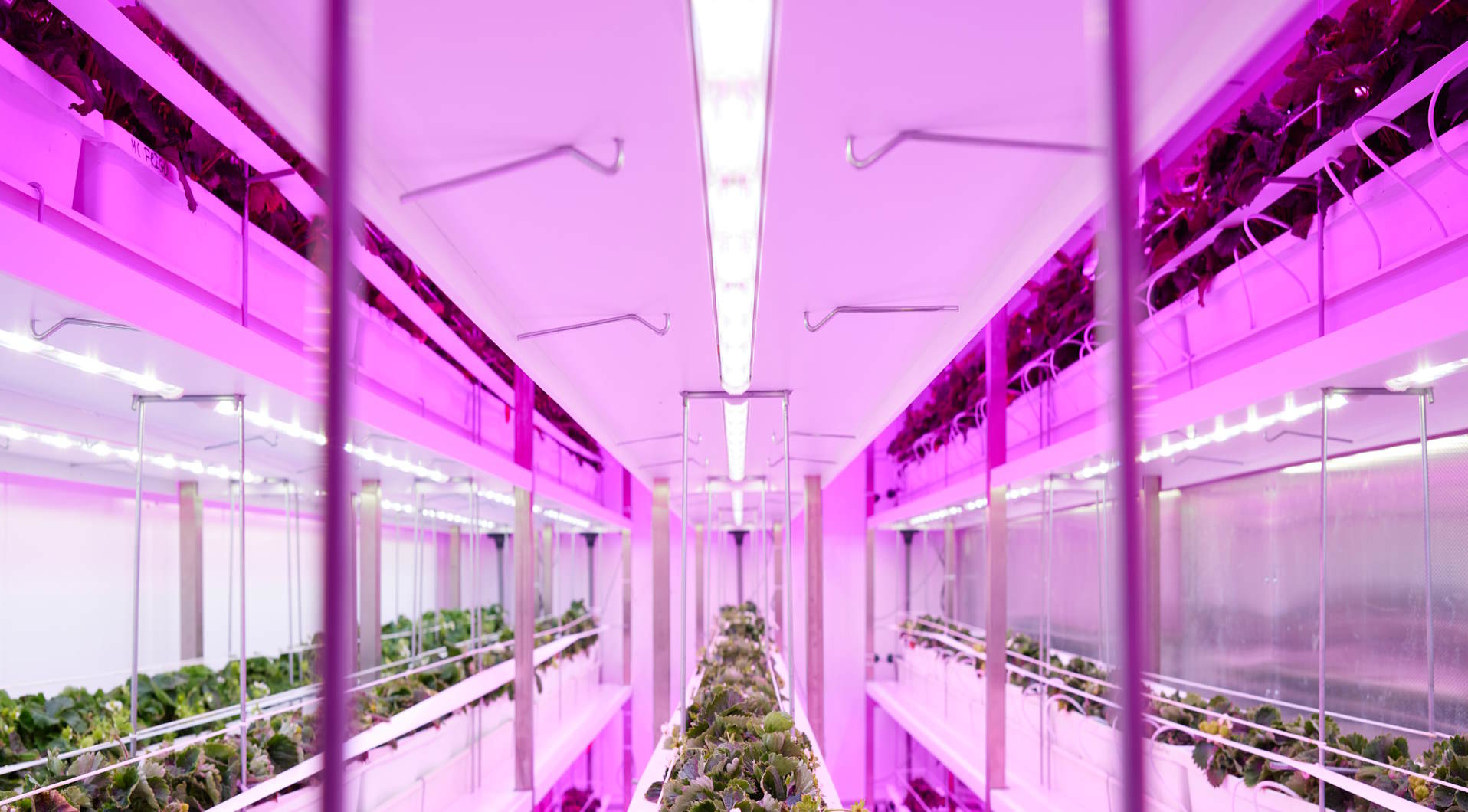 Efficient cultivation with controlled raising under LED lighting ...