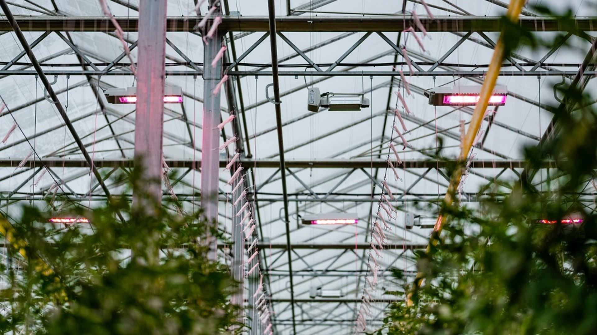 Philips lighting and Sunterra Greenhouse come together for maximized ...