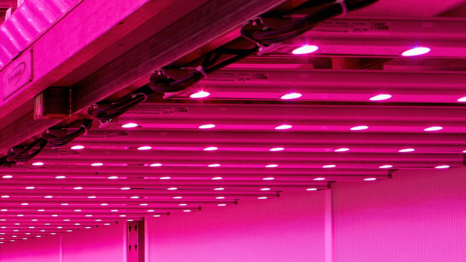 Raspberry Cultivation Innovations | Philips lighting