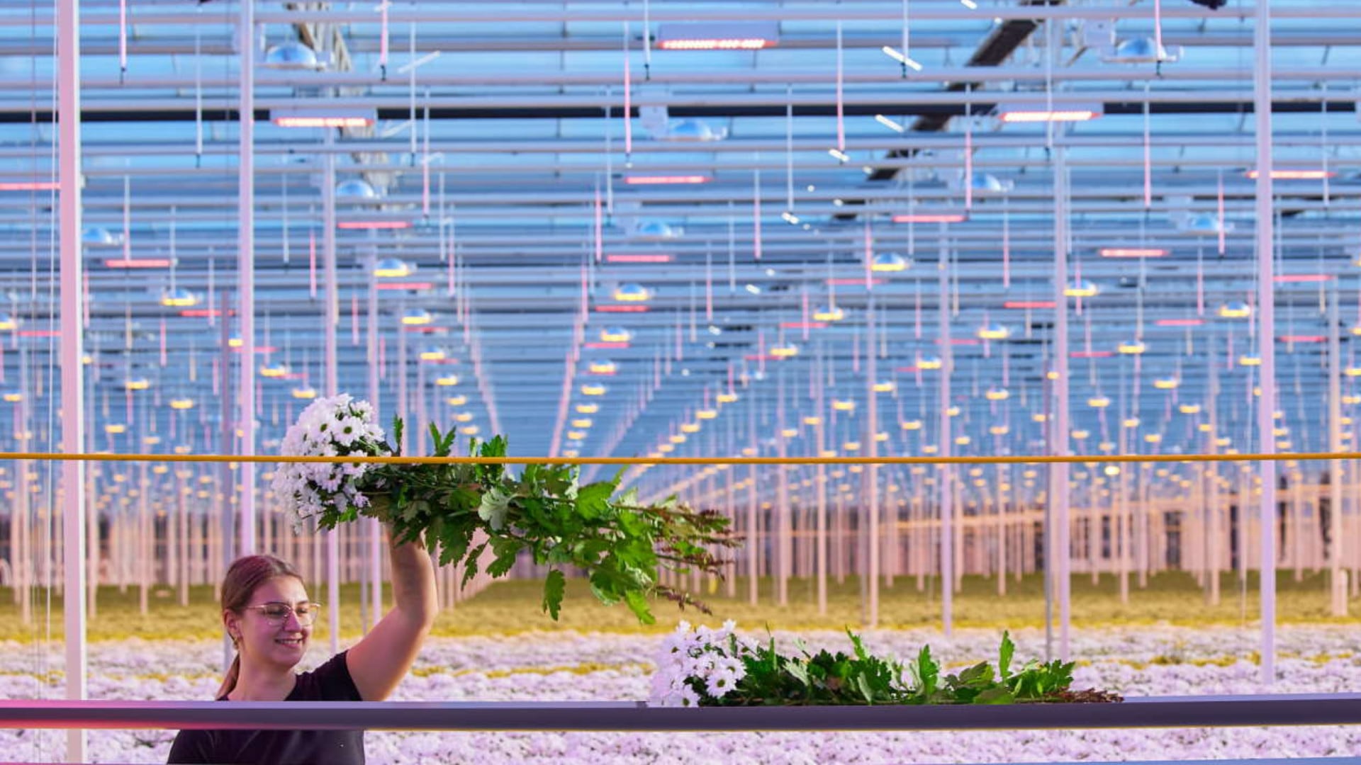 Luces LED de crecimiento de Philips | Philips lighting