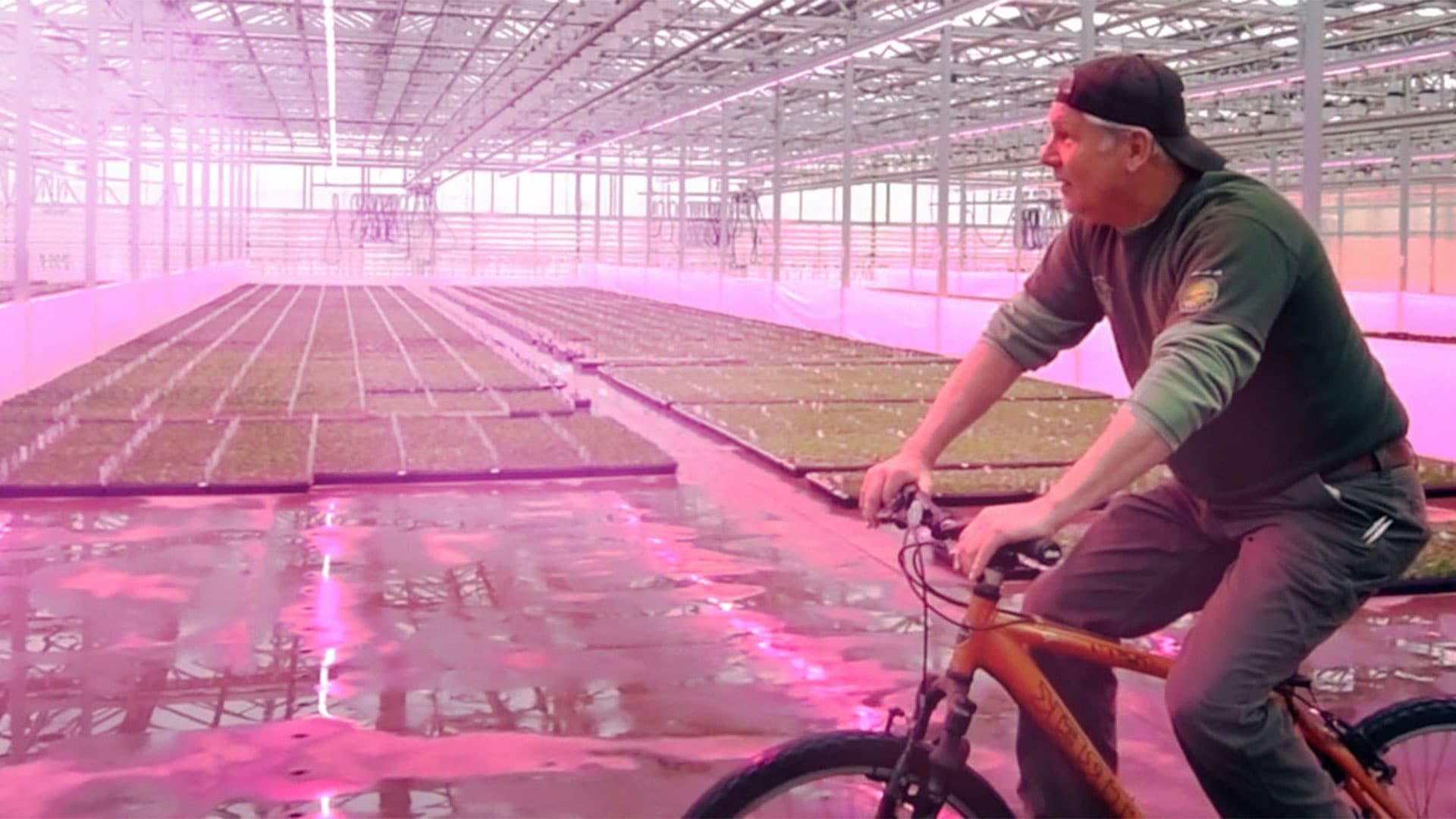 LED toplighting has customers raving about plant quality | Philips ...