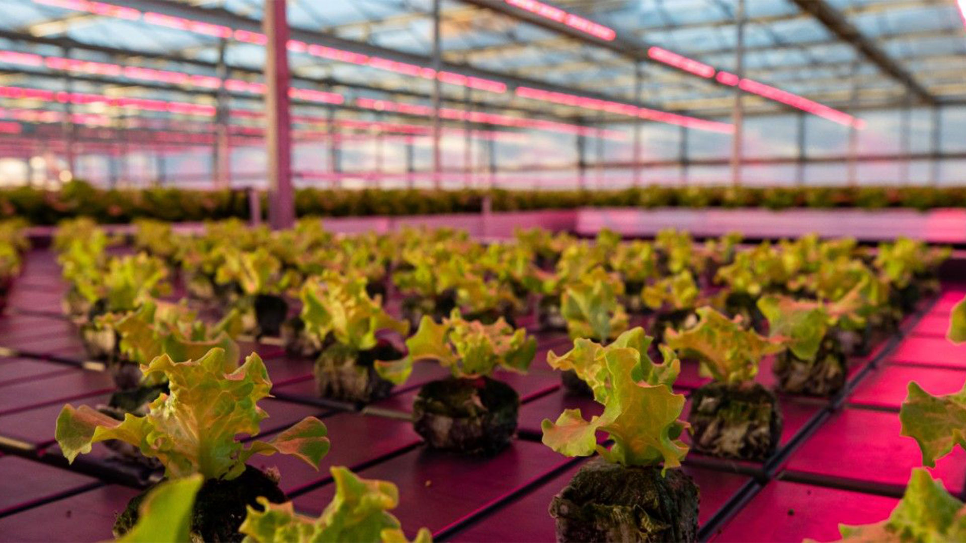 Canadian Valley Growers | Philips lighting
