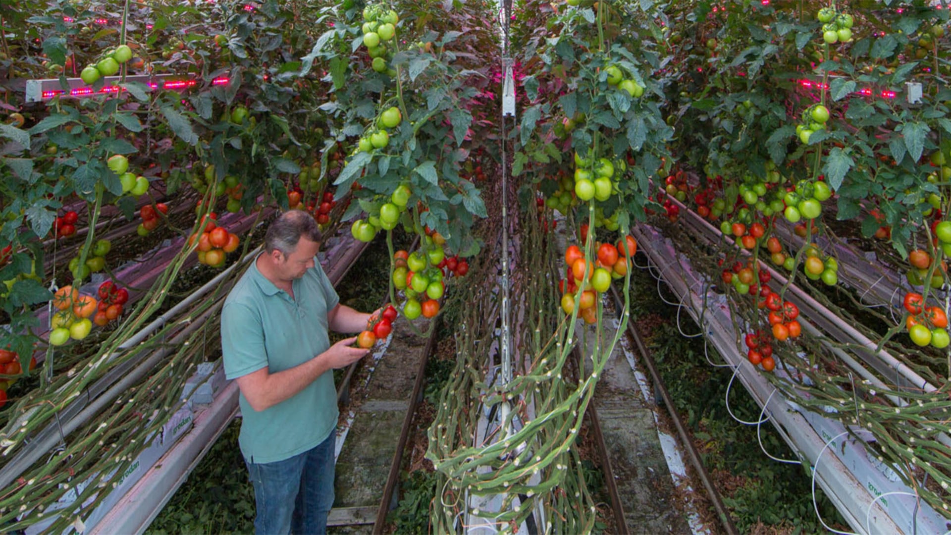 将 HPS 和 LED 灯配合使用，可延长光照时间并提高番茄产量 | 飞利浦照明