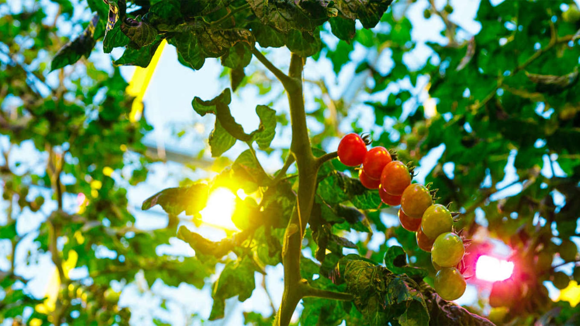 It’s all about flavour – growing tasty tomatoes with LED lighting ...