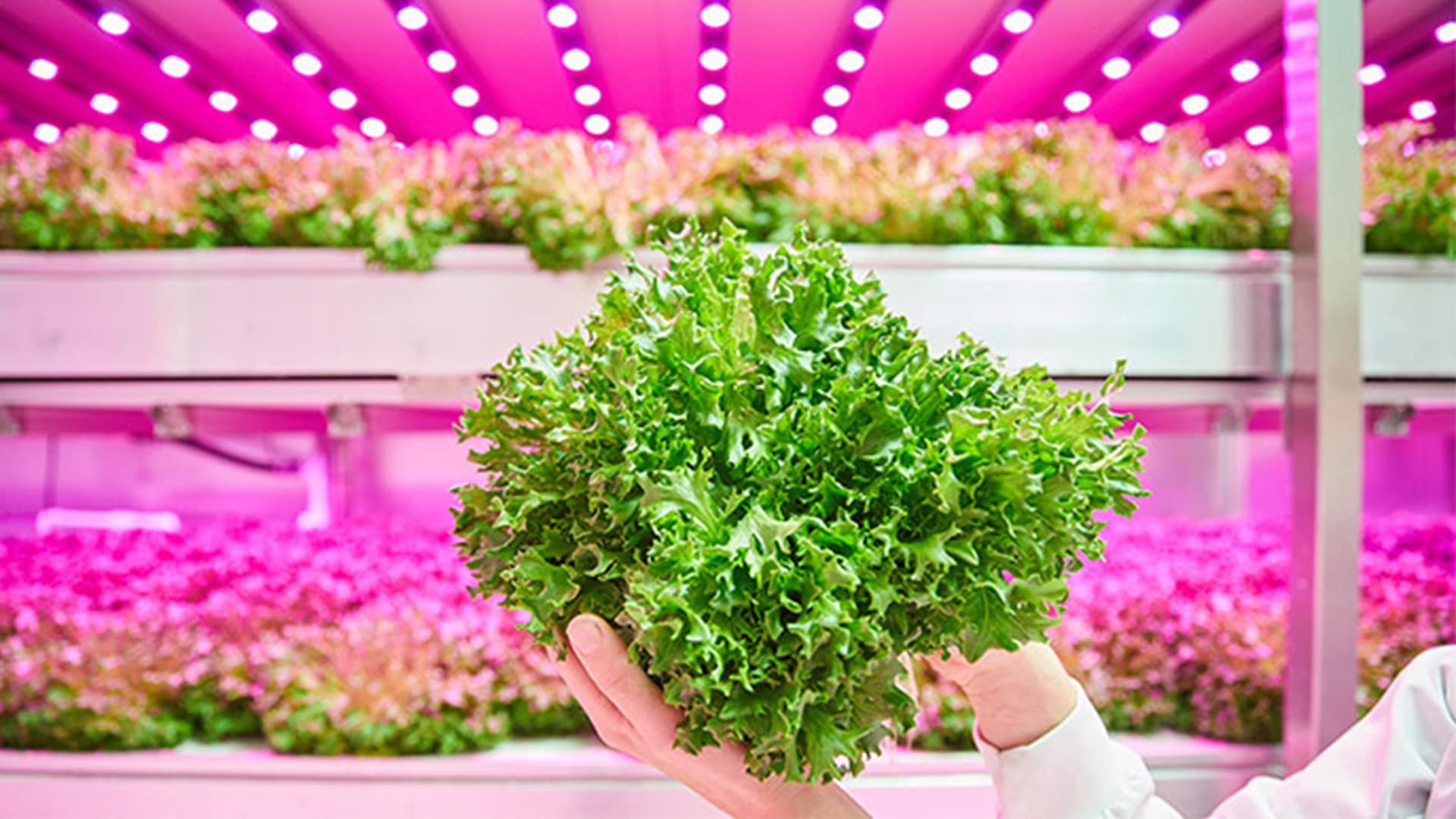 Did you know that a vertical farm can mimic nature? | Philips lighting