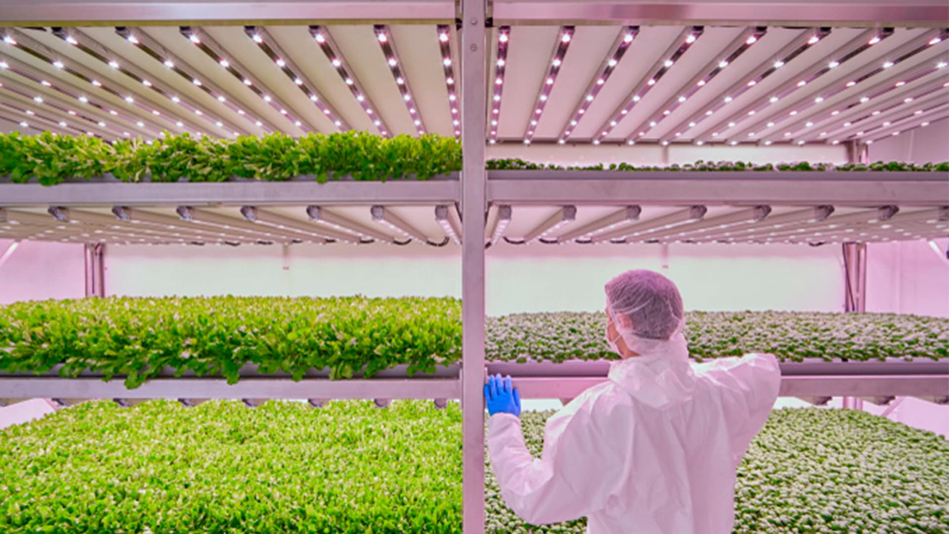 How to start vertical farming | Philips lighting