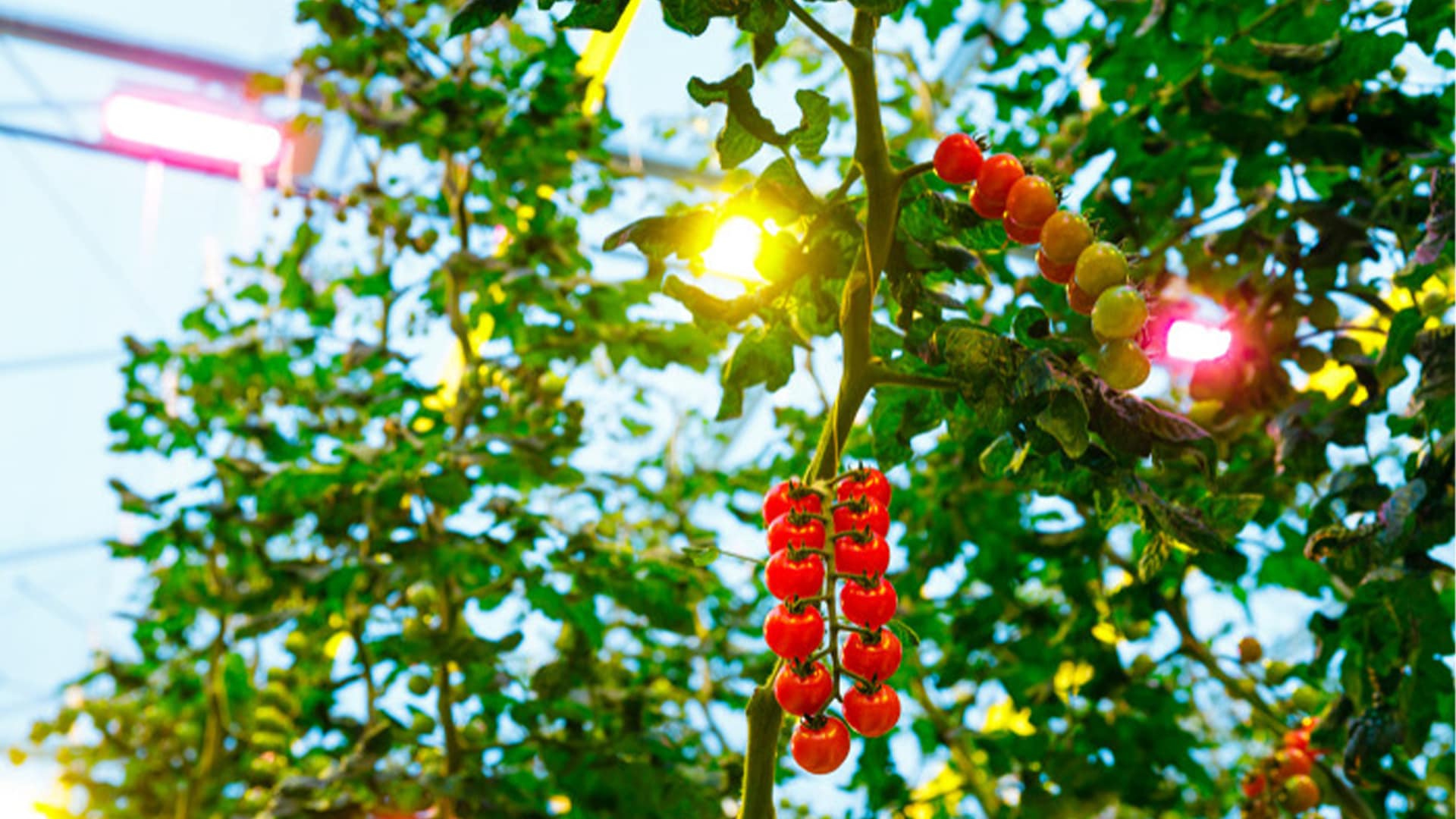 Myte omkring "hvidt lys" | Philips lighting