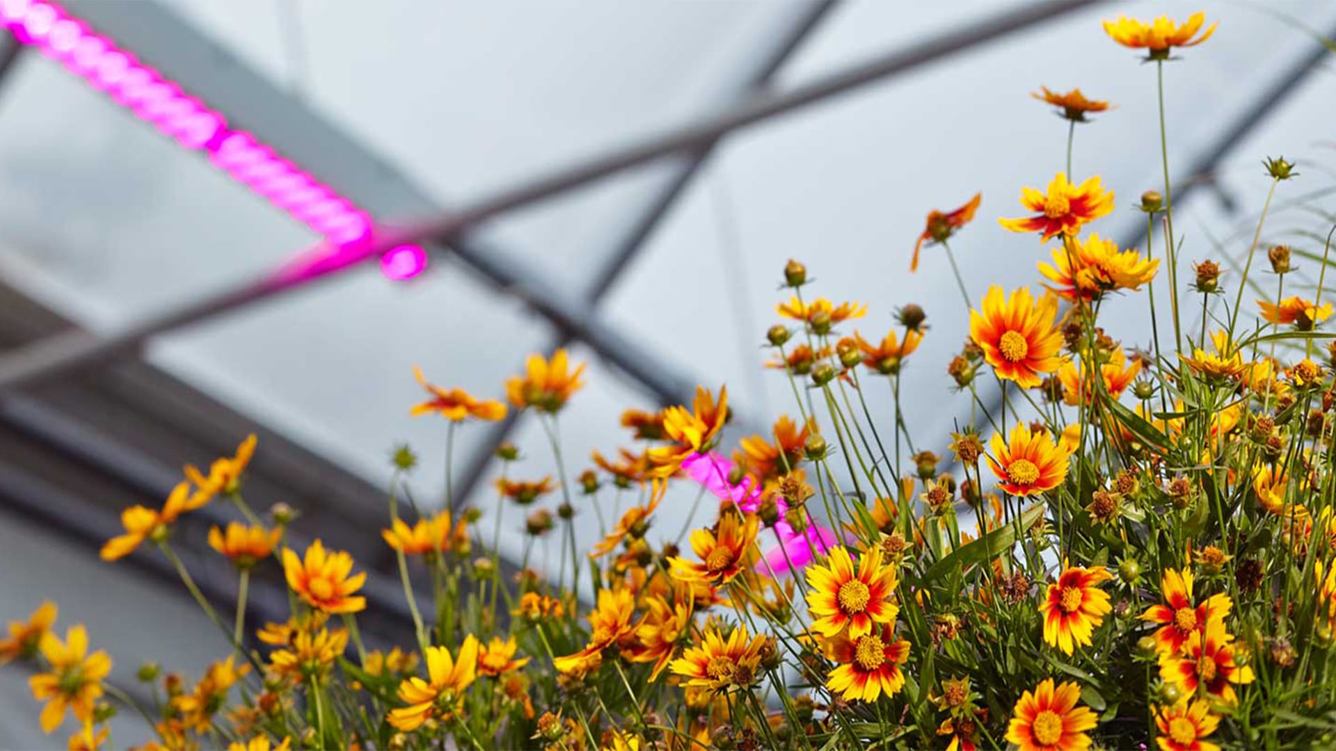 Horticulture newsletter | Philips lighting