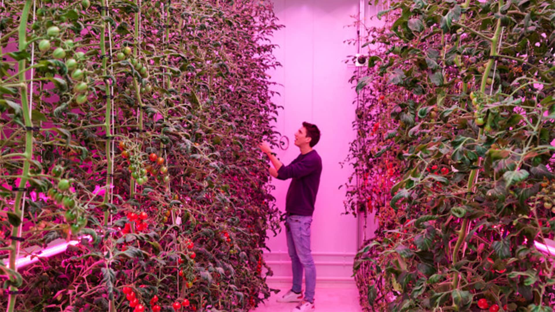 5 learnings for growing top-quality tomatoes in a vertical farm ...